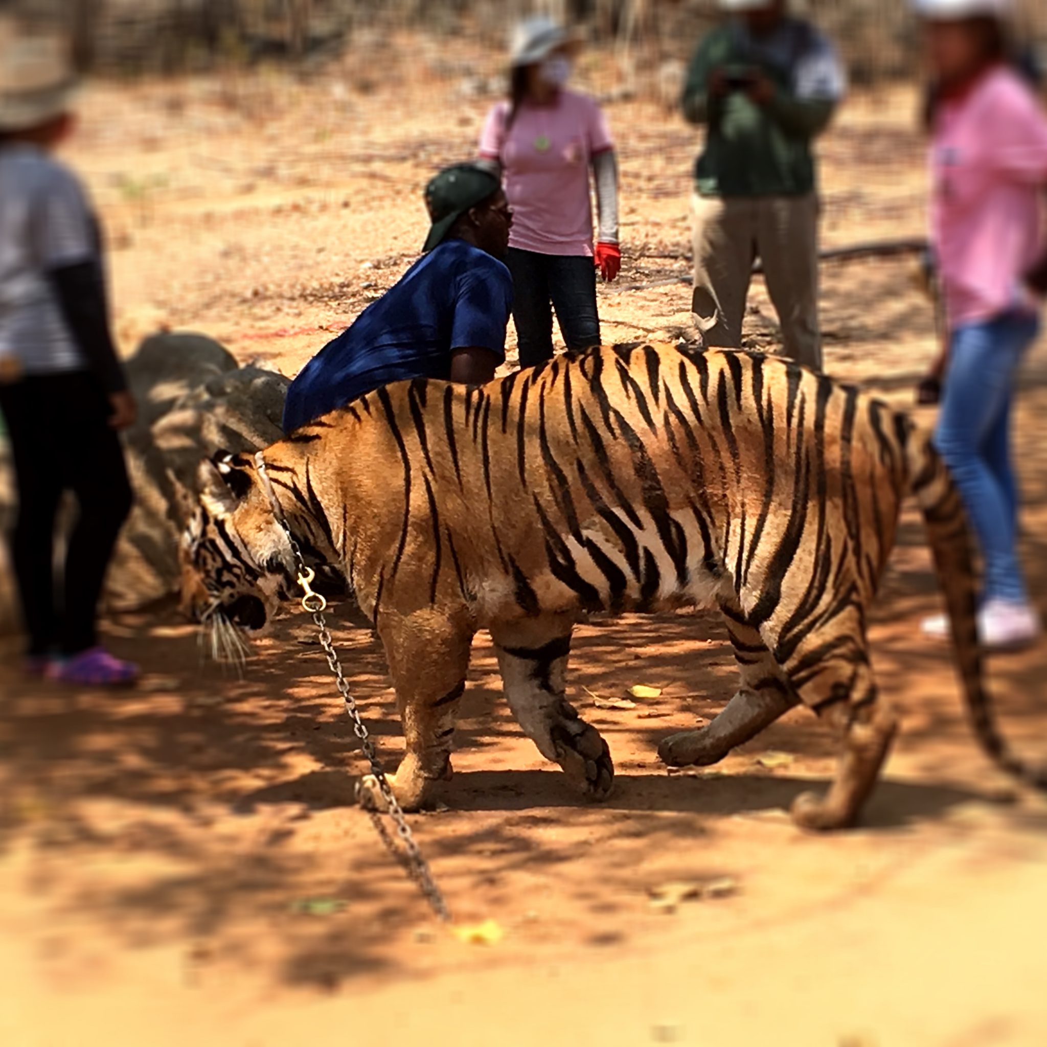 Tiger Temple : The Monks who Tamed the Tiger